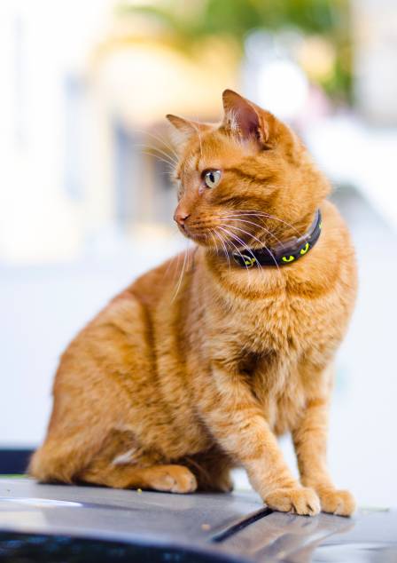 Cat Registration - City of Melville