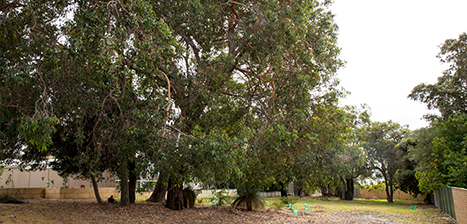 Reg Beaton Park - City of Melville